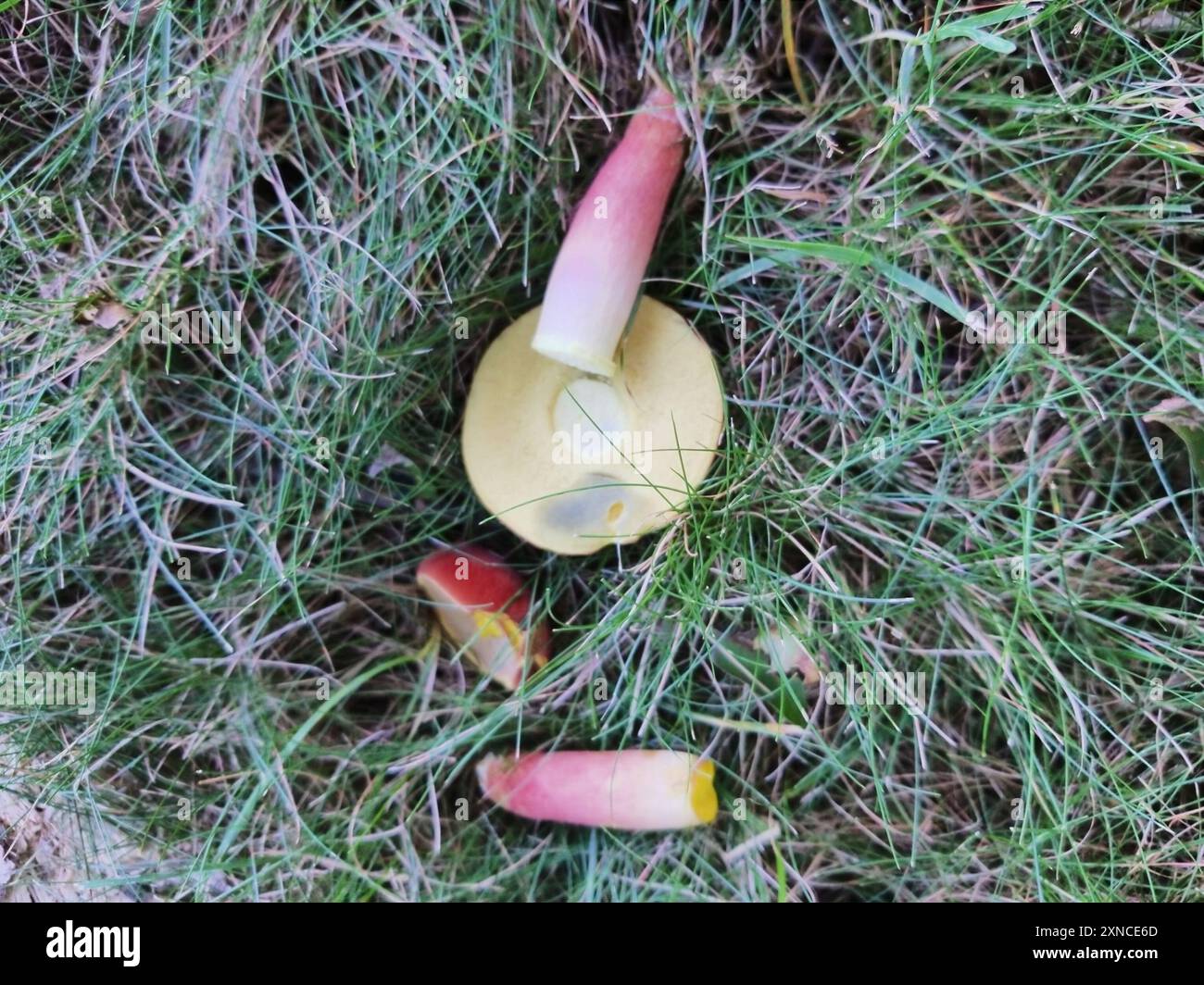 Ruby Bolete (Hortiboletus rubellus) Fungi Stock Photo - Alamy