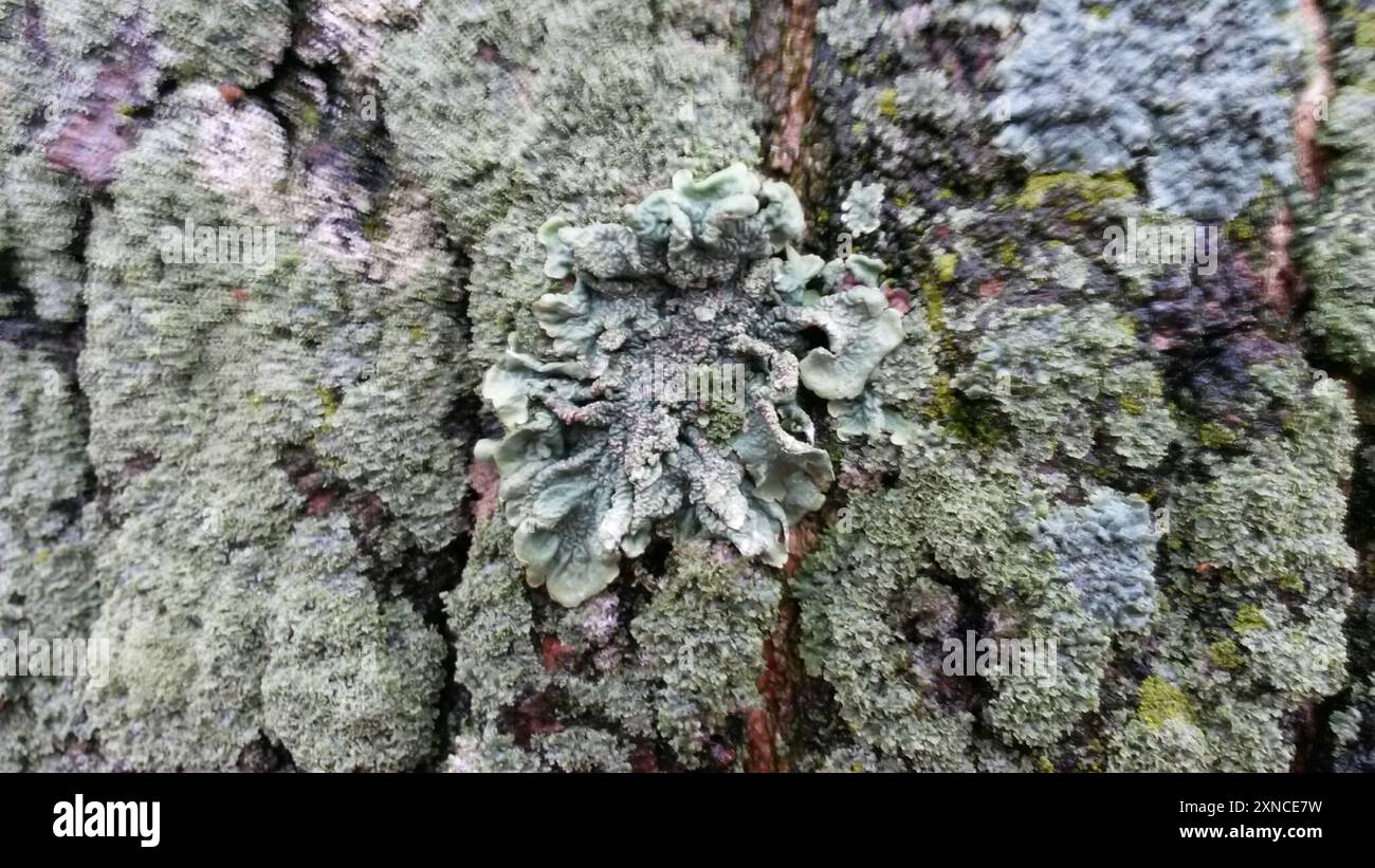 common greenshield lichen (Flavoparmelia caperata) Fungi Stock Photo ...