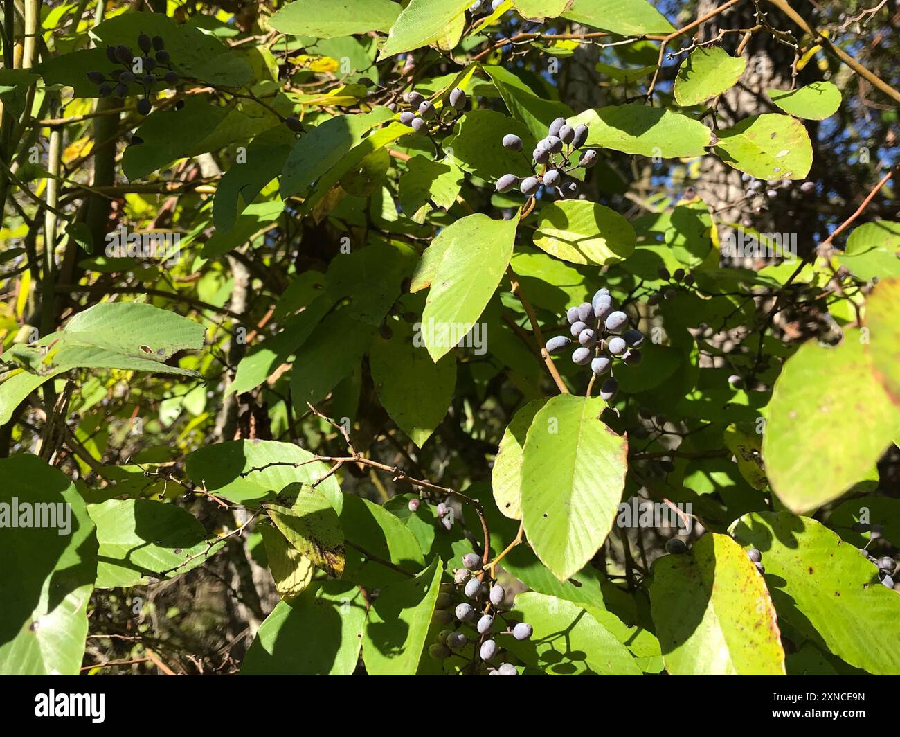 Supplejack (Berchemia scandens) Plantae Stock Photo - Alamy