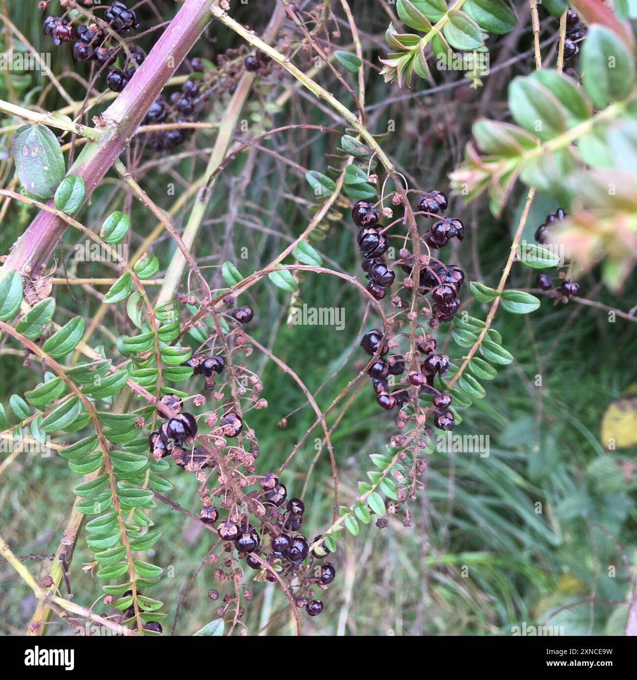 flowering plants (Angiospermae) Plantae Stock Photo - Alamy
