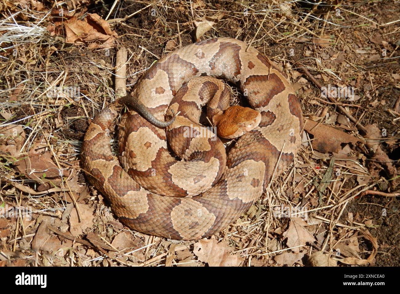 Eastern Copperhead (Agkistrodon contortrix) Reptilia Stock Photo - Alamy