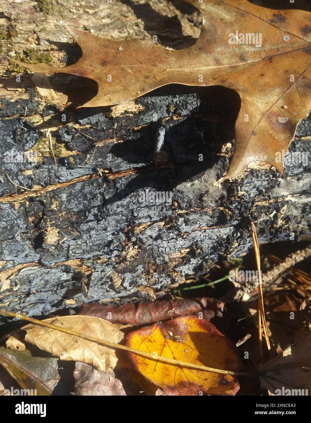 Cobalt crust hi-res stock photography and images - Alamy