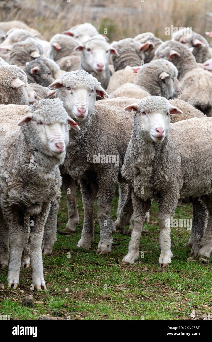 A large flock of Saxon/Merino sheep waiting their turn to be treated ...