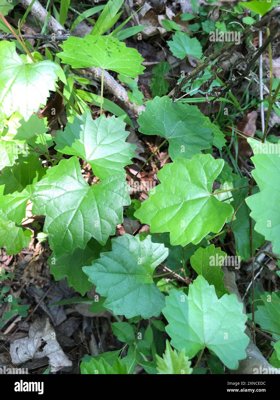 Muscadine (Vitis rotundifolia rotundifolia) Plantae Stock Photo - Alamy