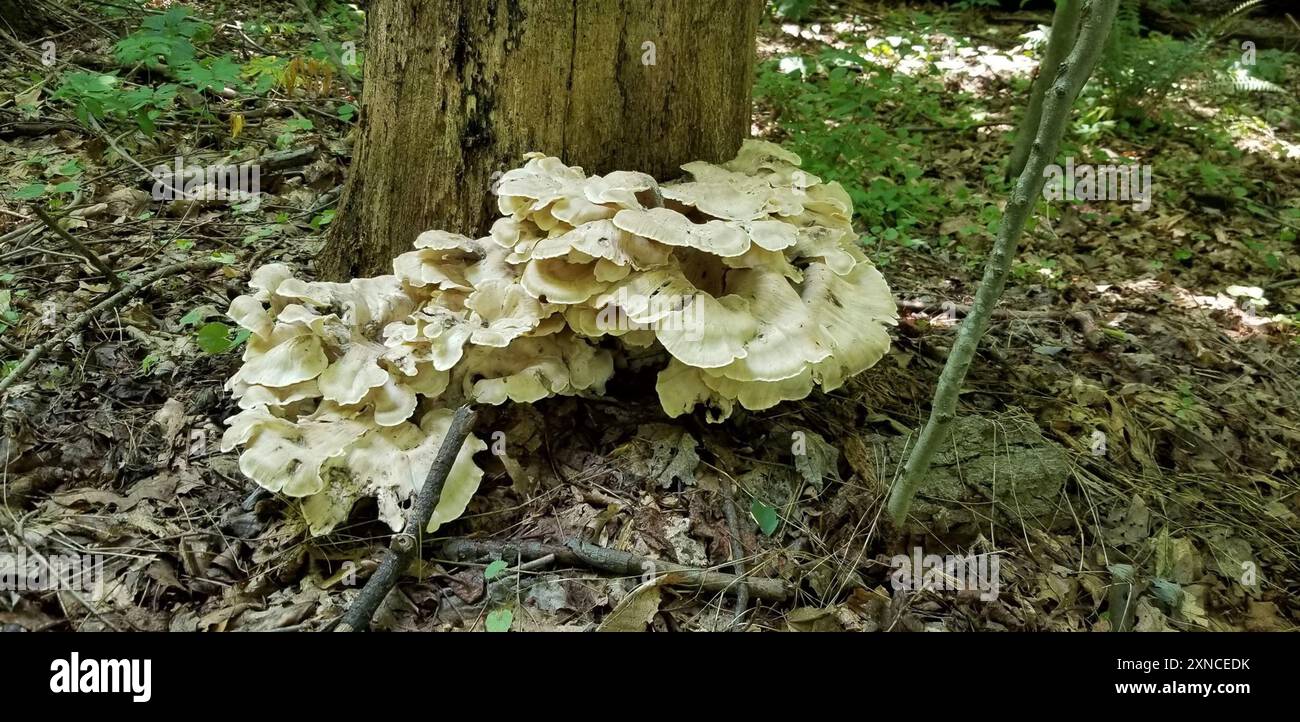 Black-staining Polypore (Meripilus sumstinei) Fungi Stock Photo - Alamy