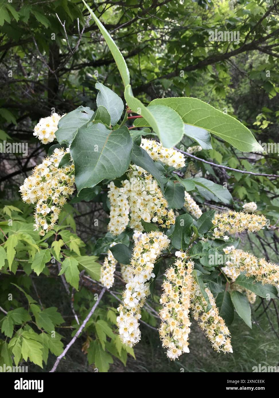 Western Chokecherry (Prunus virginiana demissa) Plantae Stock Photo - Alamy