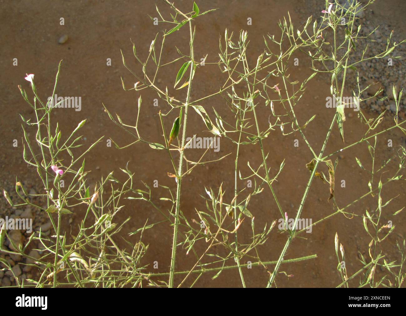 Panicled Foldwing (Dicliptera paniculata) Plantae Stock Photo - Alamy