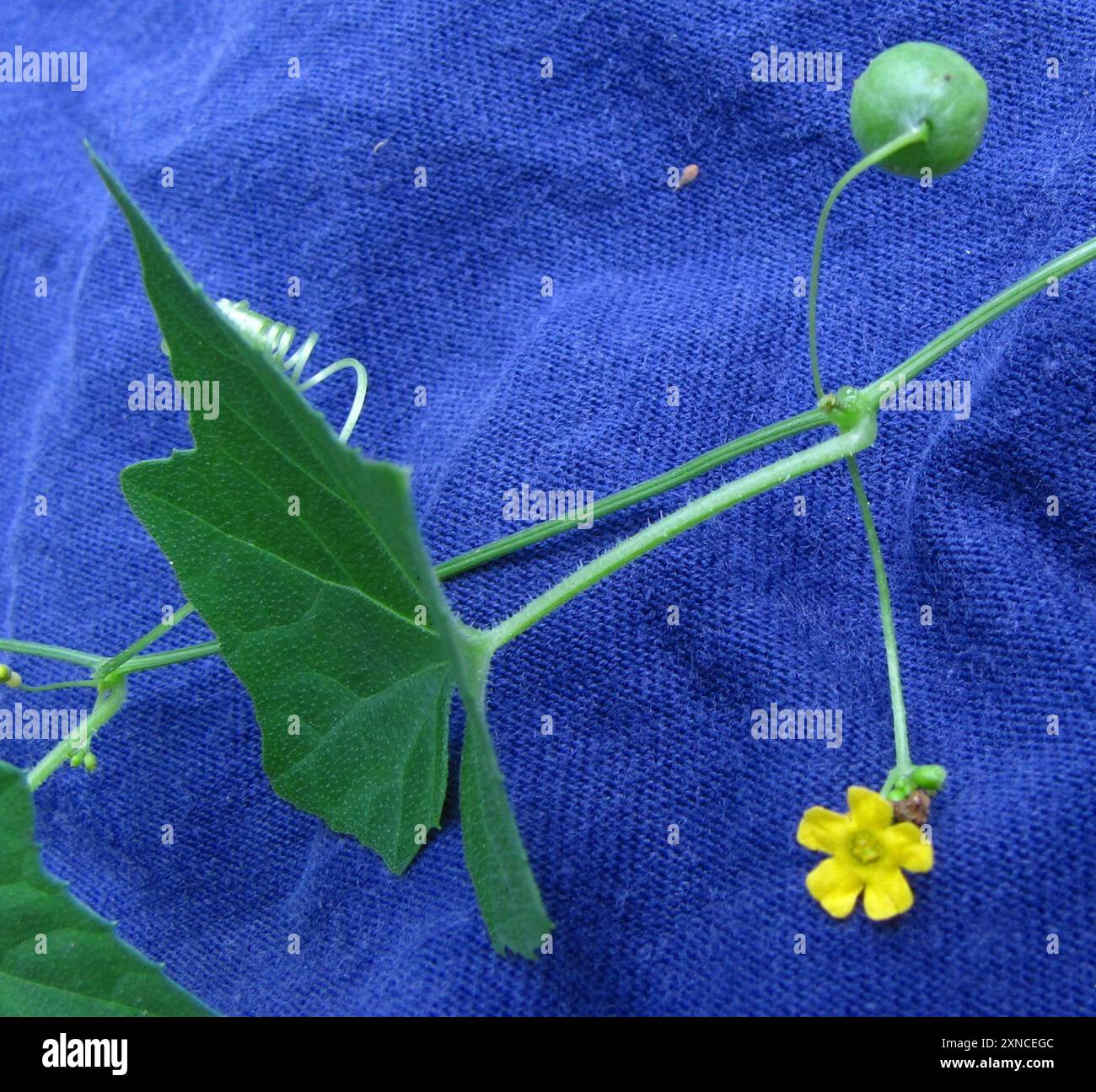creeping cucumber (Melothria pendula) Plantae Stock Photo - Alamy