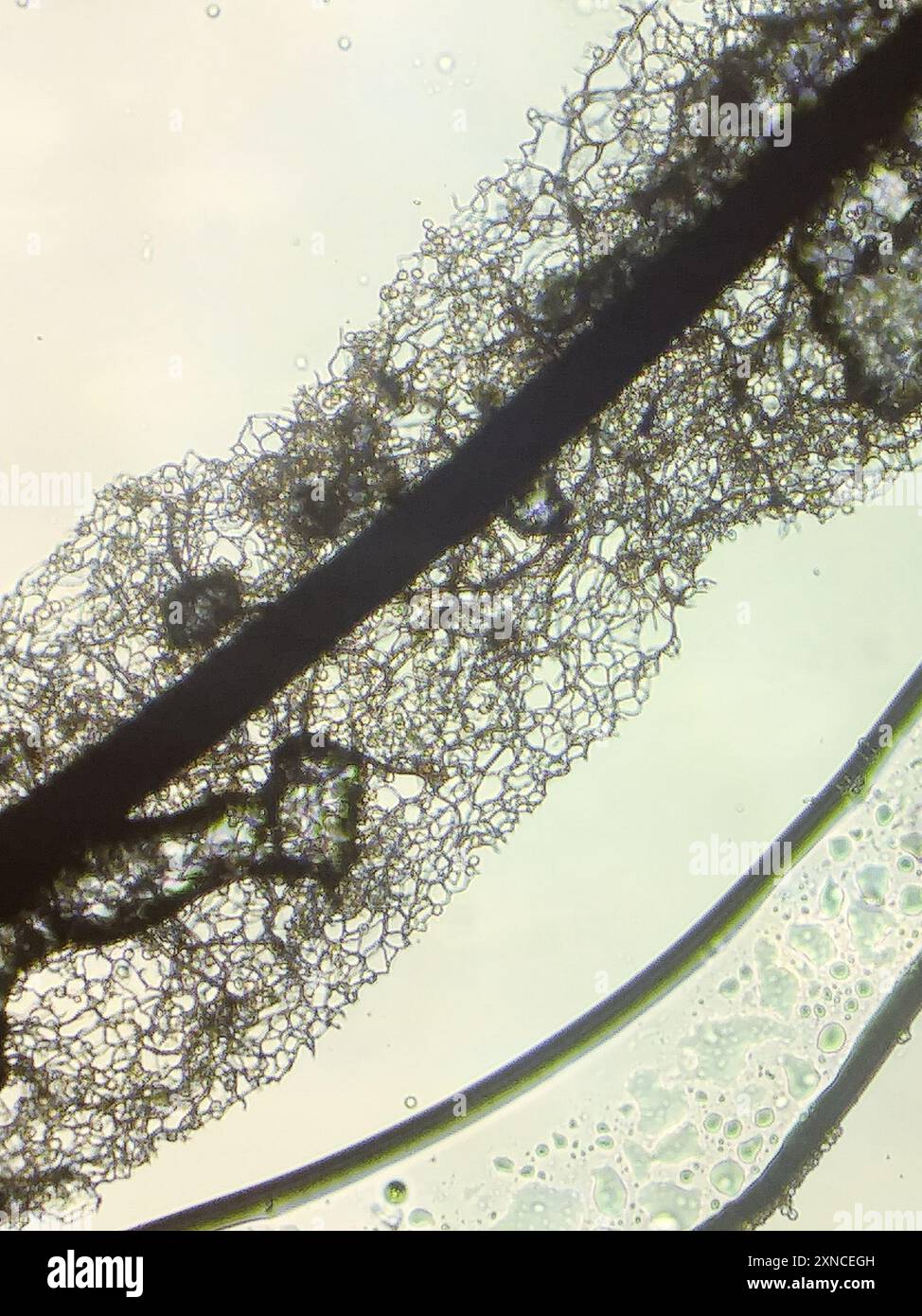 (Stemonitis axifera) Protozoa Stock Photo - Alamy