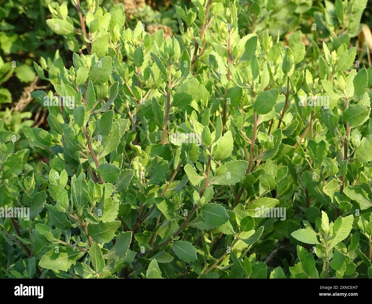 Indian marsh fleabane (Pluchea indica) Plantae Stock Photo - Alamy