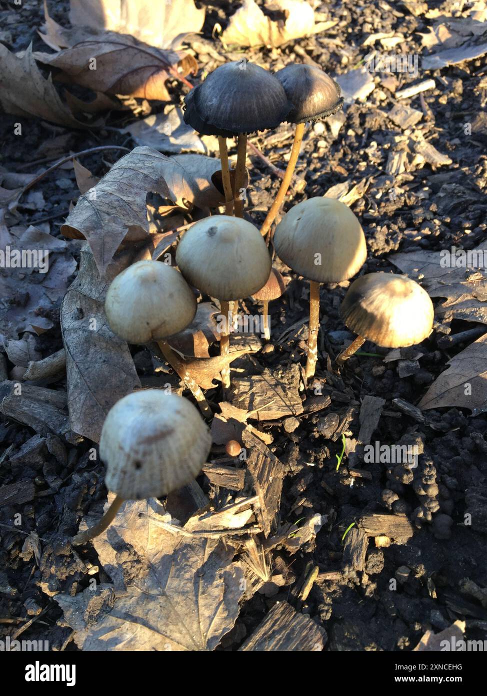 conical brittlestem (Parasola conopilea) Fungi Stock Photo - Alamy