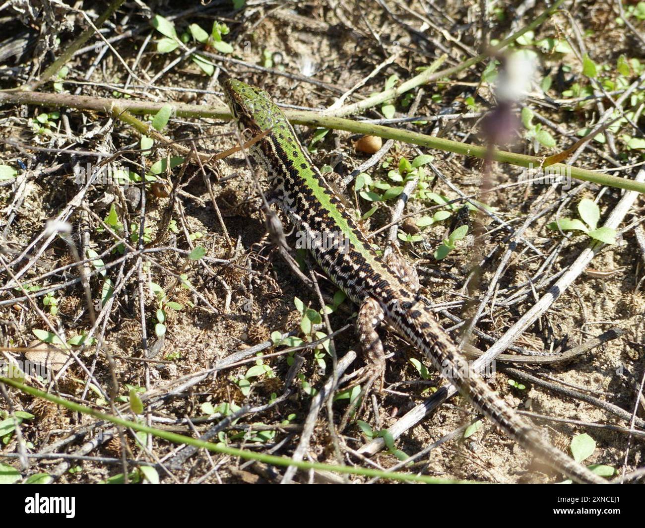Balkan Wall Lizard (Podarcis tauricus) Reptilia Stock Photo - Alamy