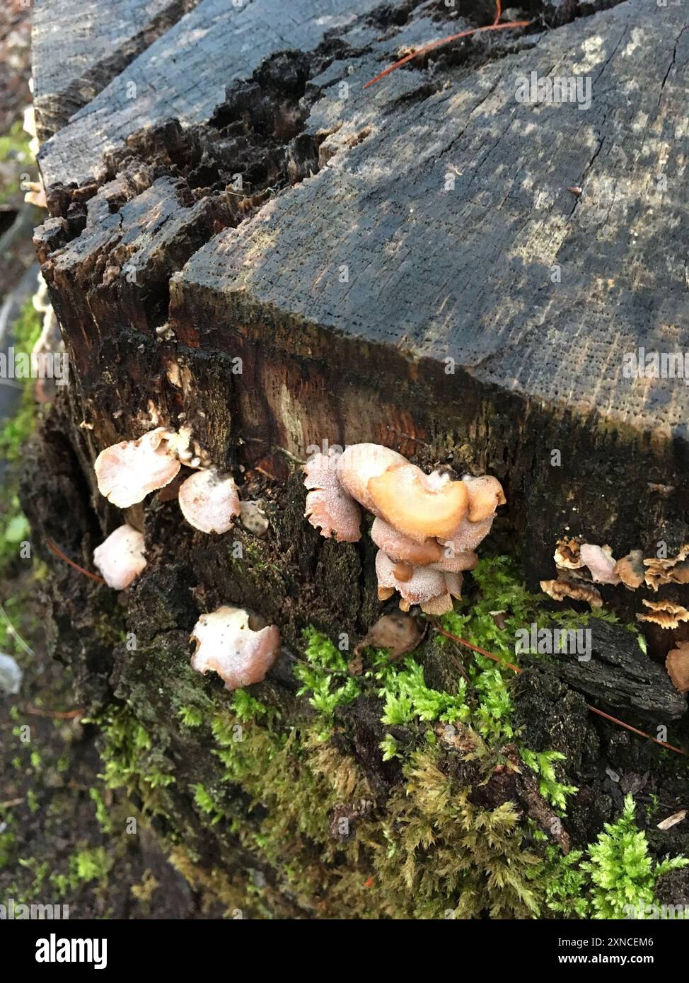 Luminescent panellus stipticus fungi hi-res stock photography and ...