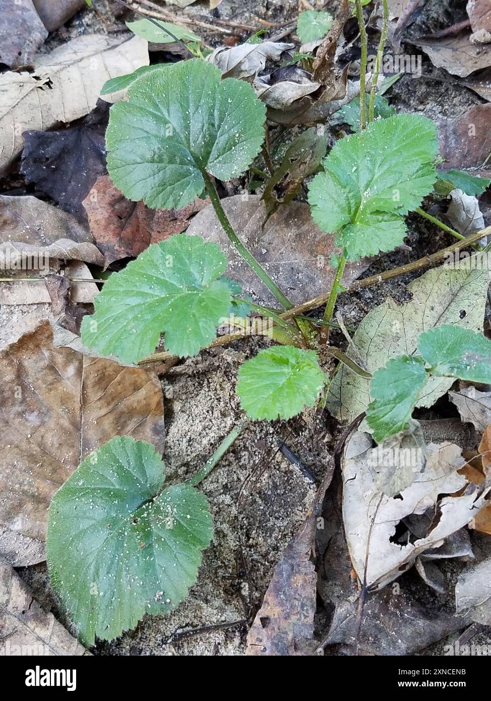 white avens (Geum canadense) Plantae Stock Photo - Alamy