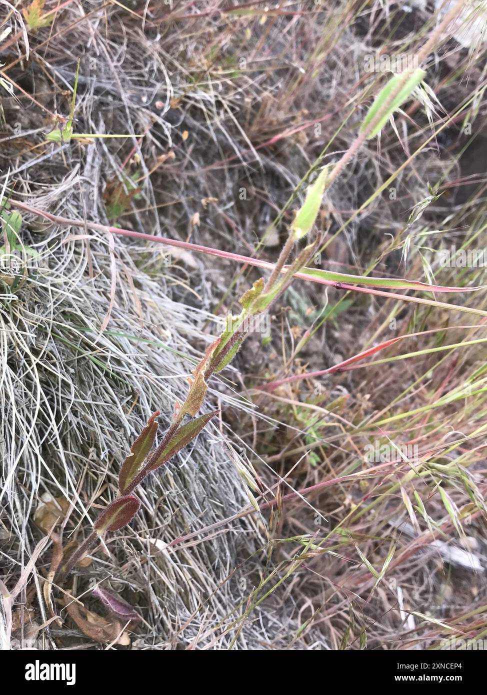 littlepod false flax (Camelina microcarpa) Plantae Stock Photo - Alamy