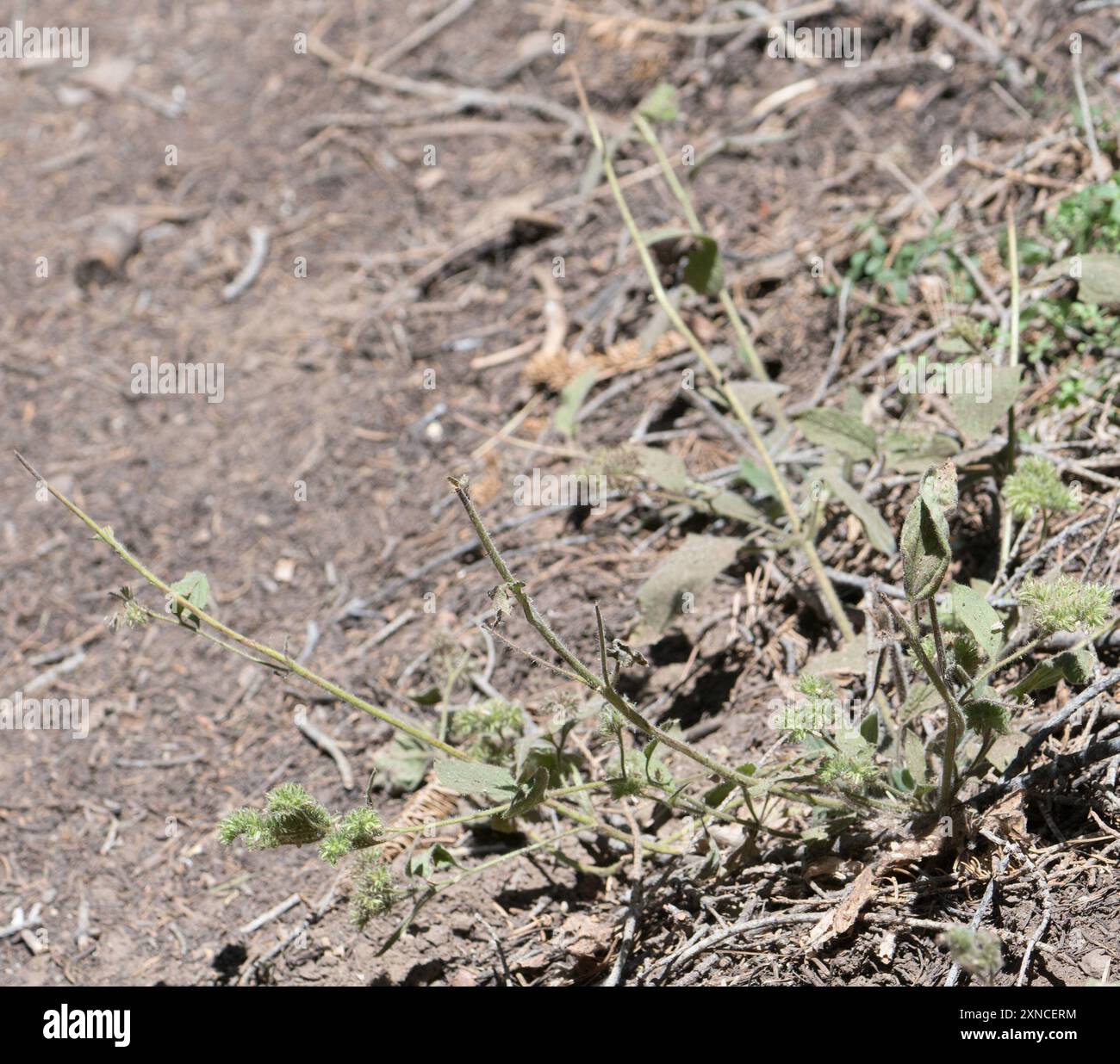 Scorpionweeds (Phacelia) Plantae Stock Photo - Alamy