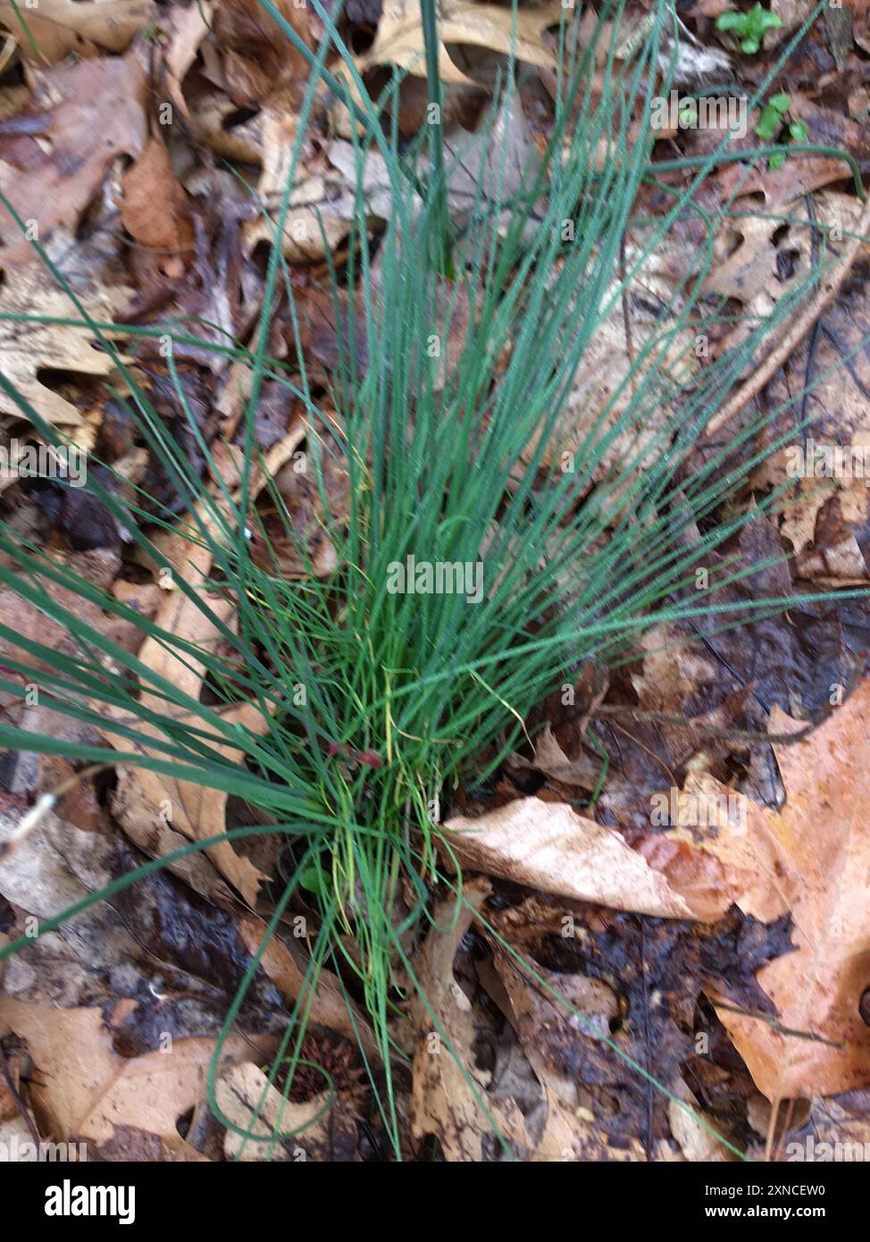 wild garlic (Allium vineale) Plantae Stock Photo - Alamy