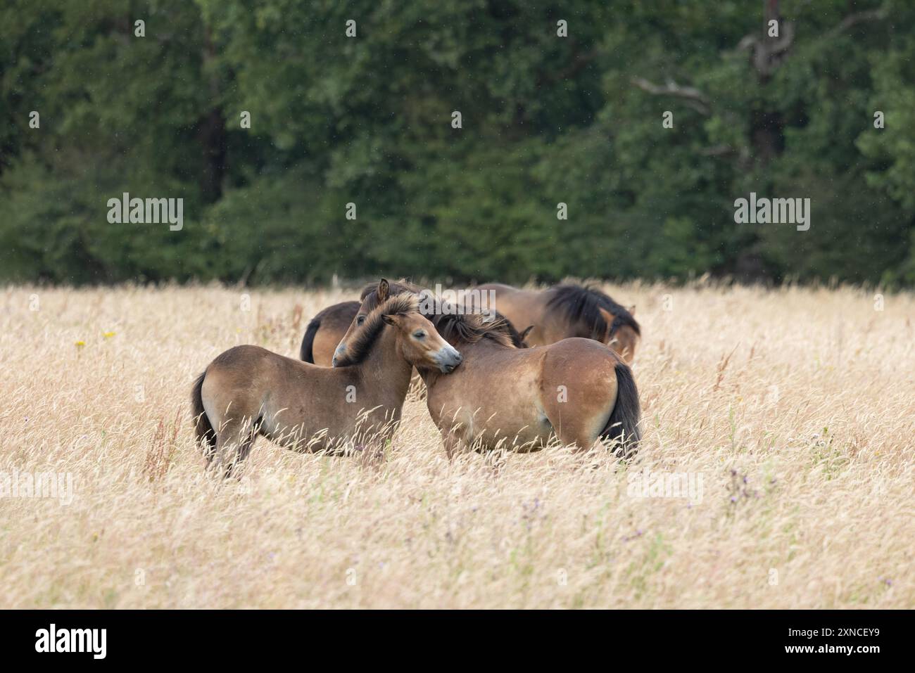 Exmoor Pony (Equus ferus caballus) Norfolk July 2024 Stock Photo - Alamy