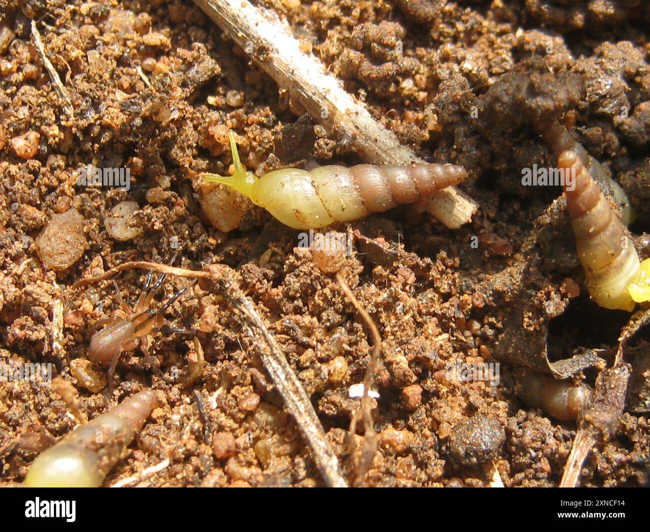 Awl Snails and Allies (Subulininae) Mollusca Stock Photo - Alamy