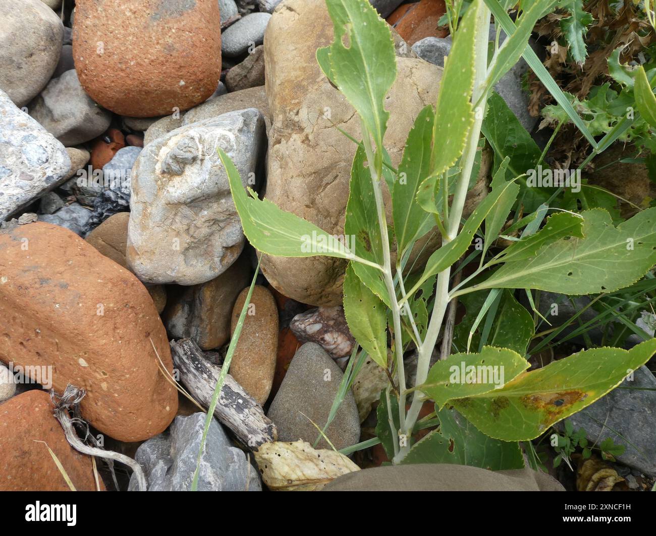 broadleaved pepperweed (Lepidium latifolium) Plantae Stock Photo - Alamy