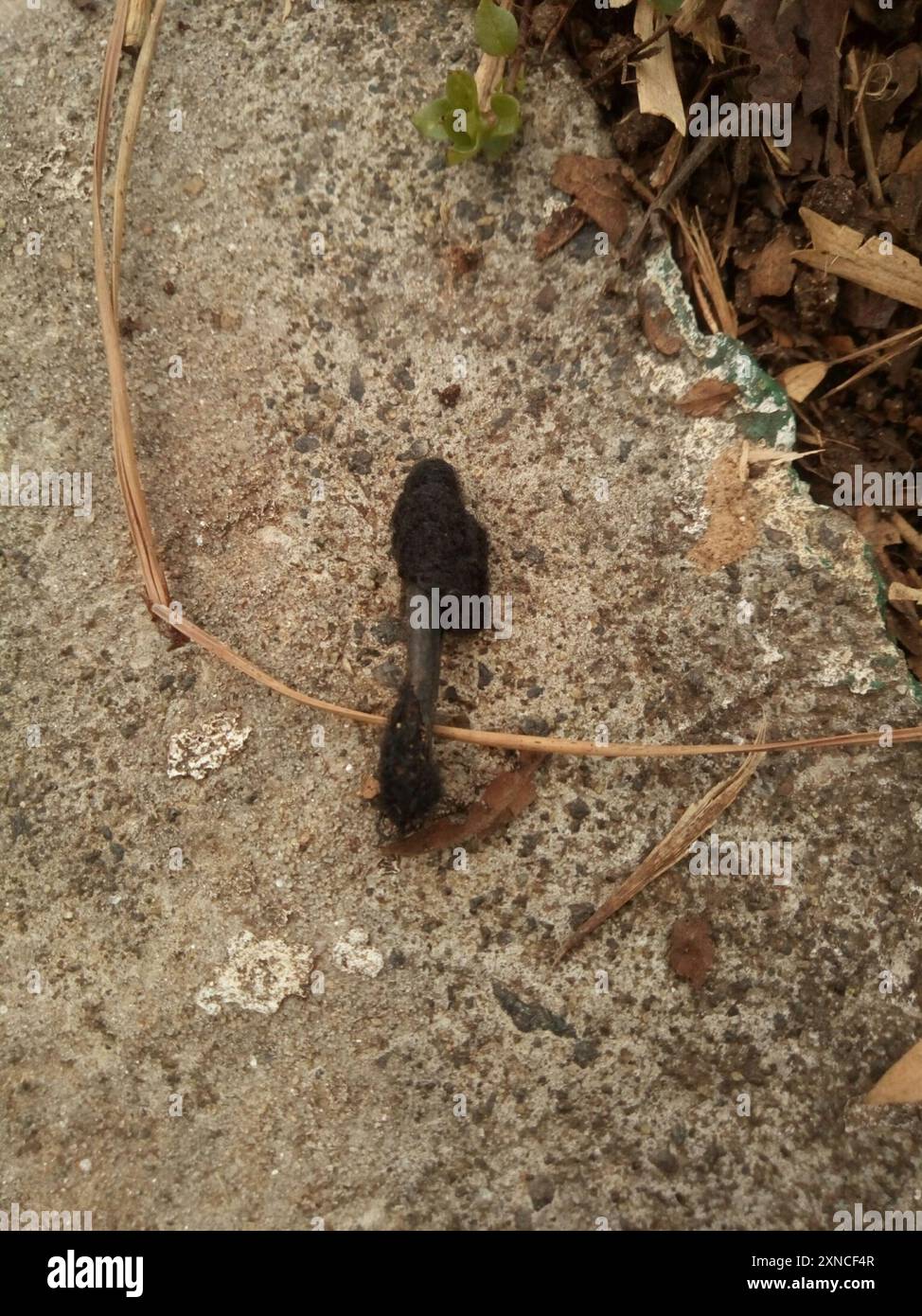 Hairy Earthtongue (Trichoglossum hirsutum) Fungi Stock Photo - Alamy