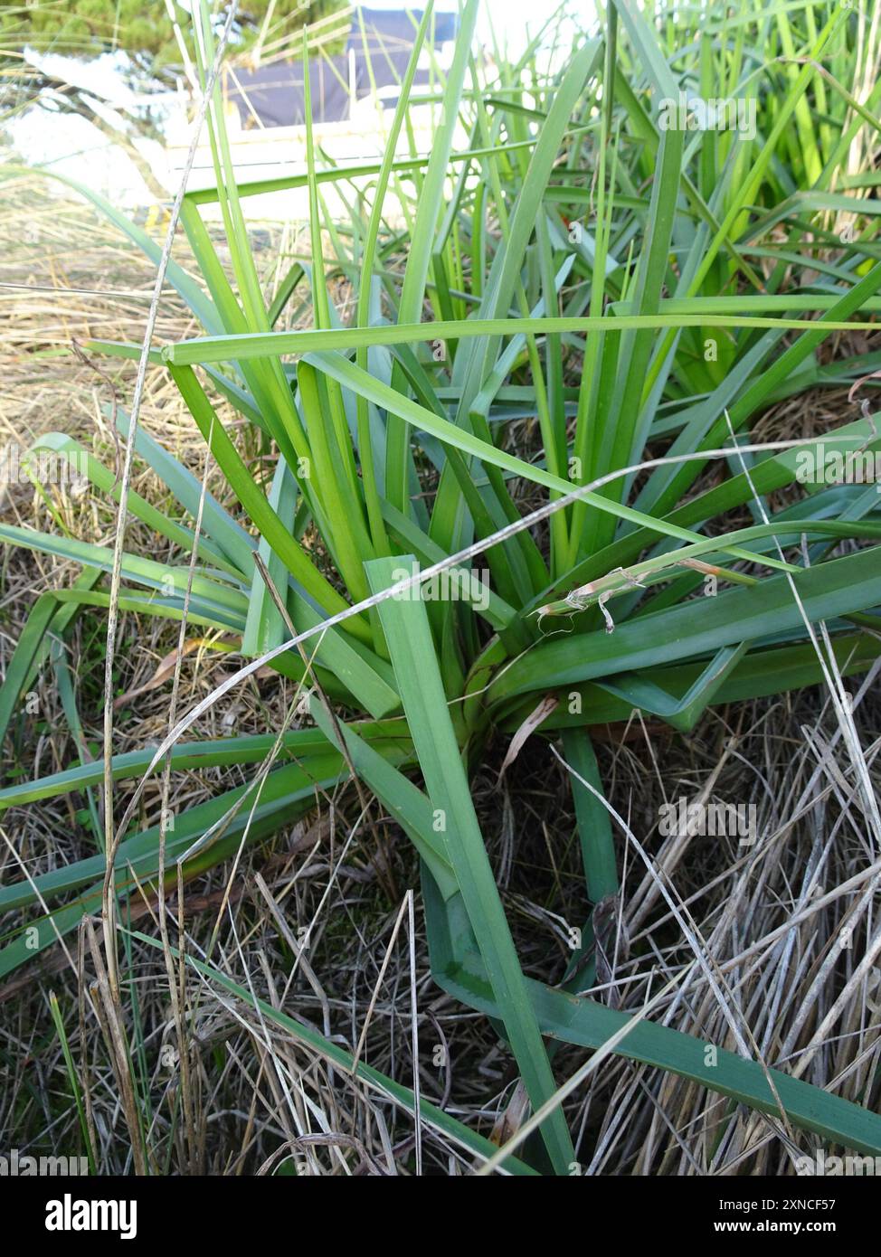 monocots (Liliopsida) Plantae Stock Photo - Alamy