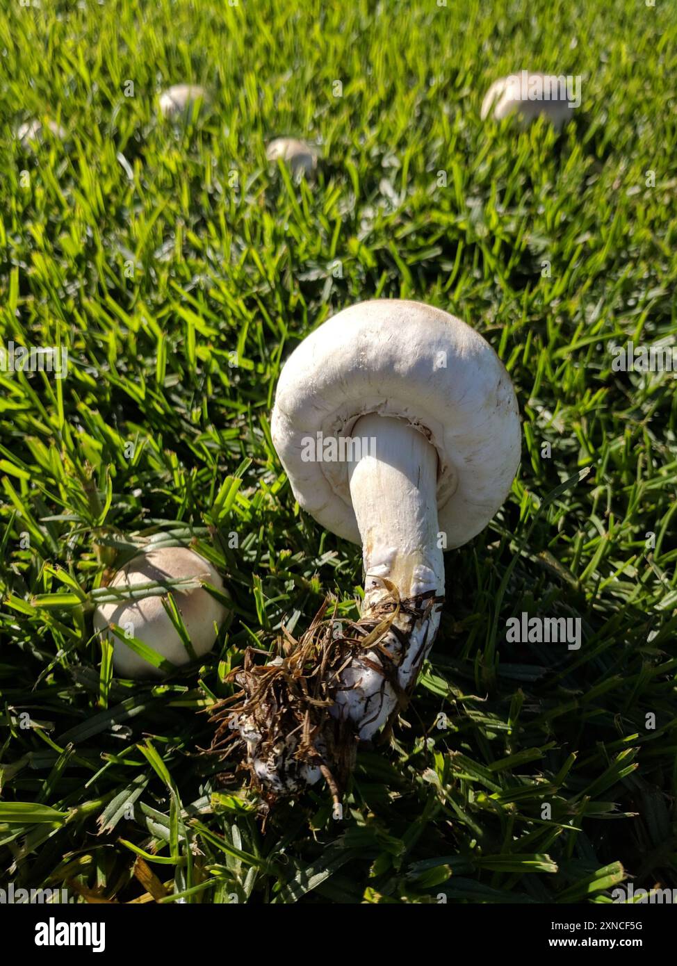 Yellow Stainer (Agaricus xanthodermus) Fungi Stock Photo - Alamy