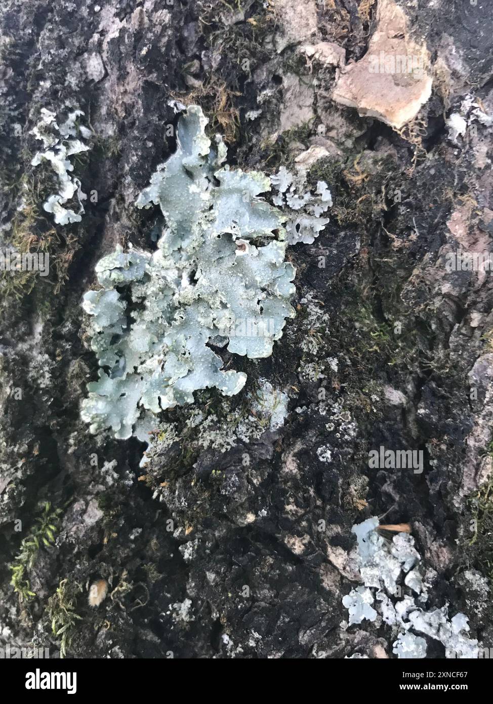 typical shield lichens (Parmelioideae) Fungi Stock Photo - Alamy