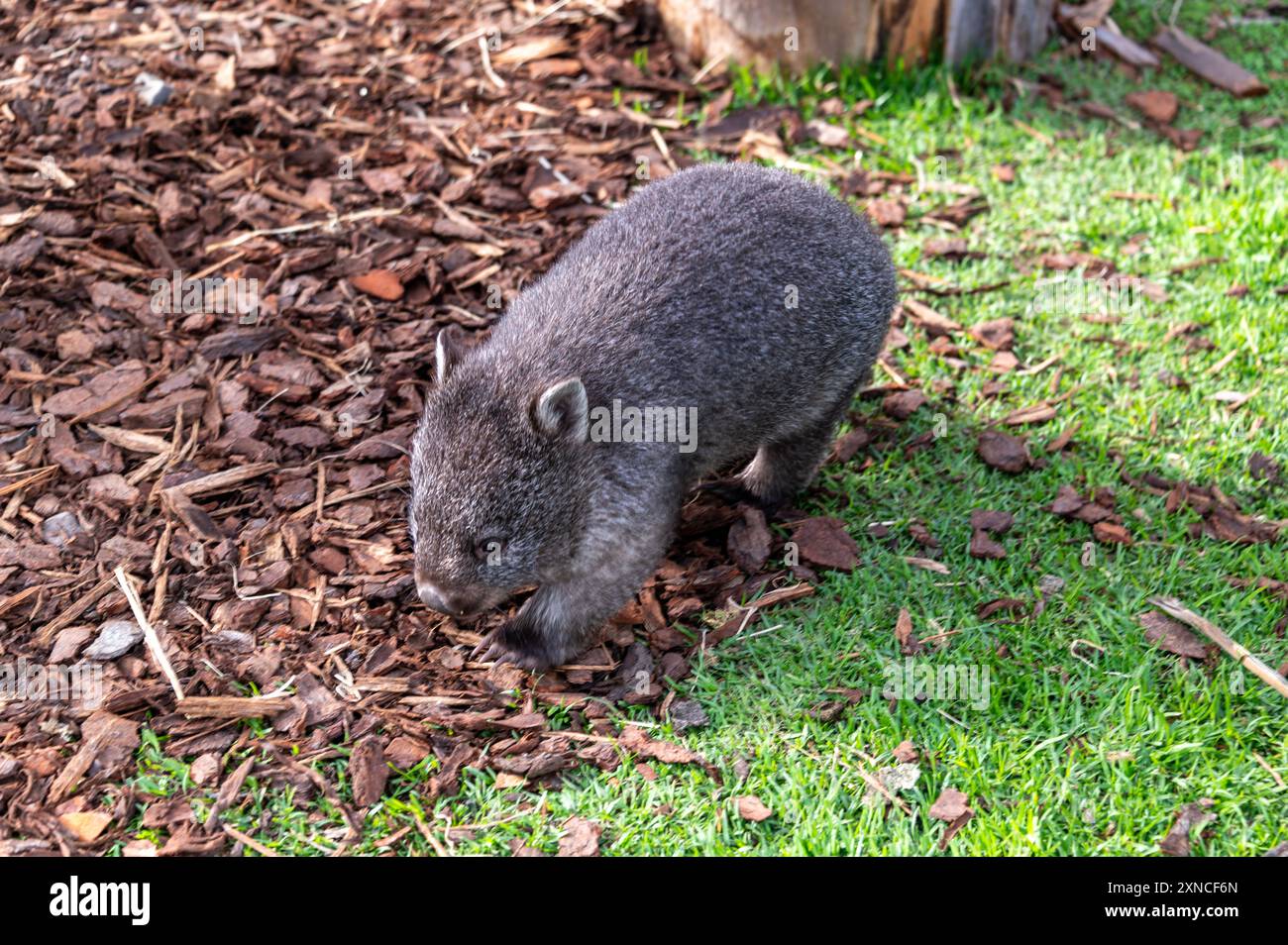 A Wombat named George, who responds to his name in his enclosure at the ...