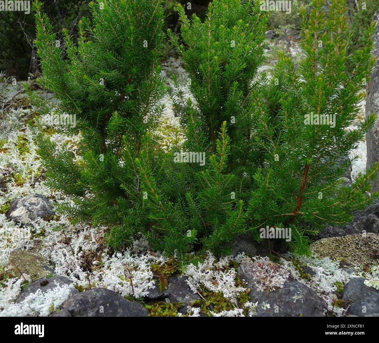 Erica lusitanica portuguese heath hi-res stock photography and images ...