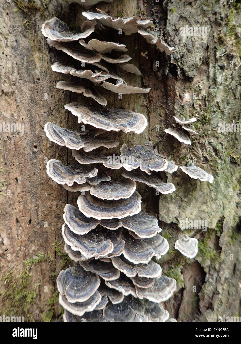 turkey-tail (Trametes versicolor) Fungi Stock Photo - Alamy