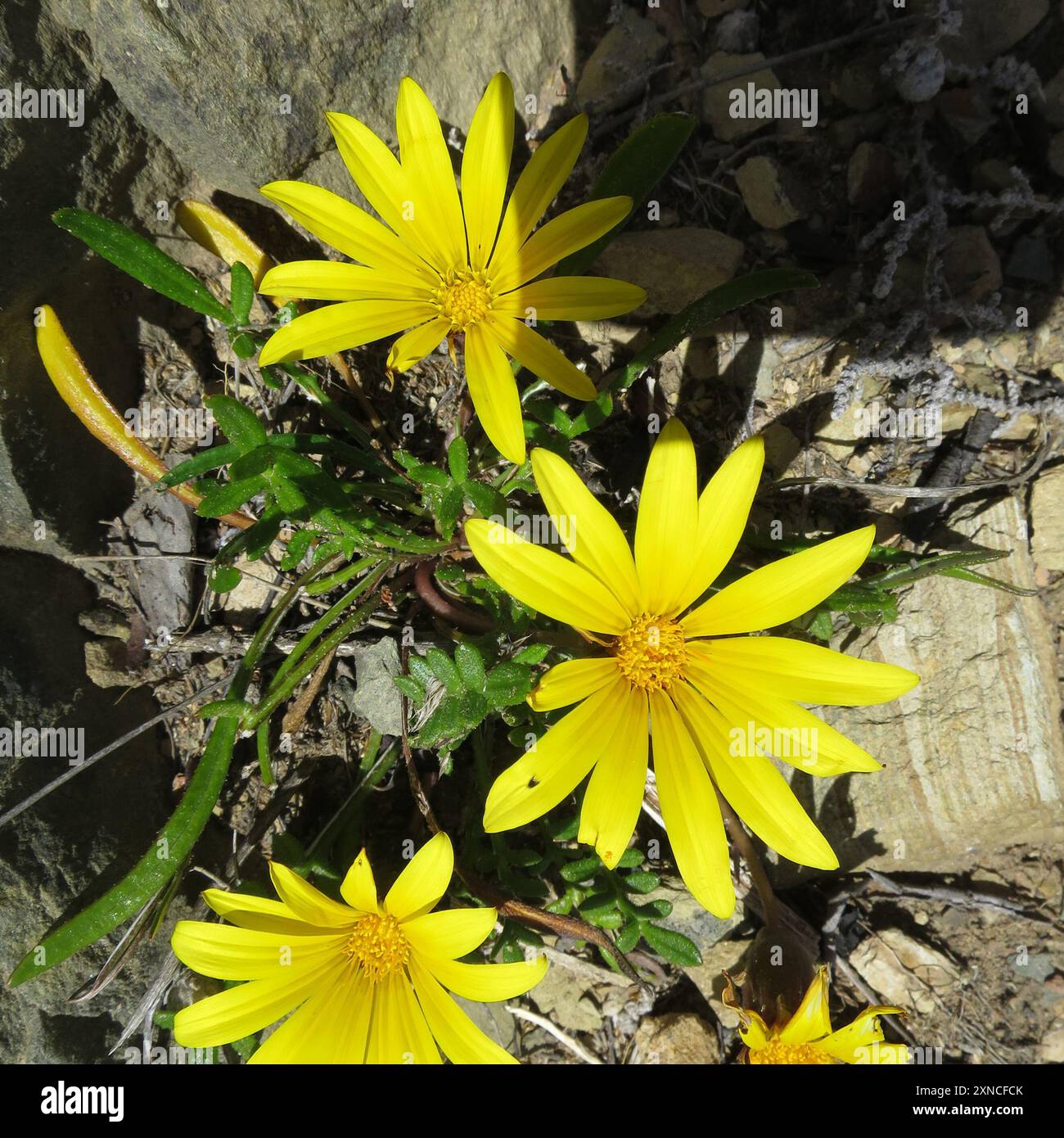 Butter Flower (Gazania krebsiana krebsiana) Plantae Stock Photo - Alamy