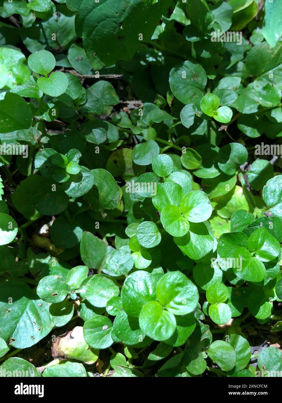 vascular plants (Tracheophyta) Plantae Stock Photo - Alamy