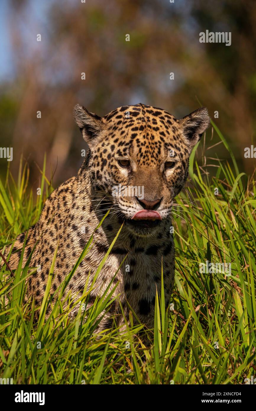 Jaguar, the biggest South American cat, Meeting of Waters Park the best ...