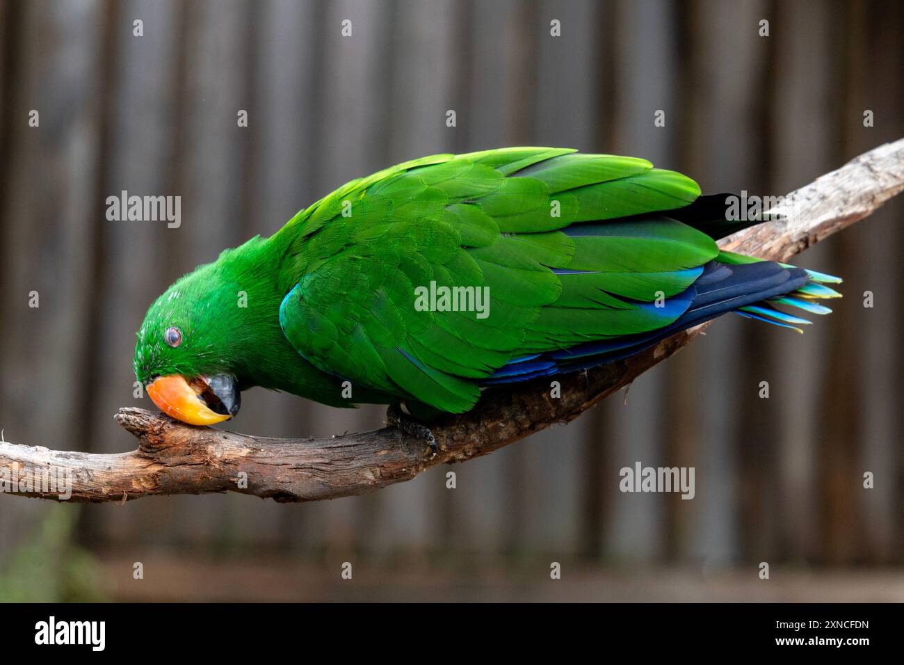 A green male Eclectus Parrot (Eclectus roratus) in its enclosure at the ...
