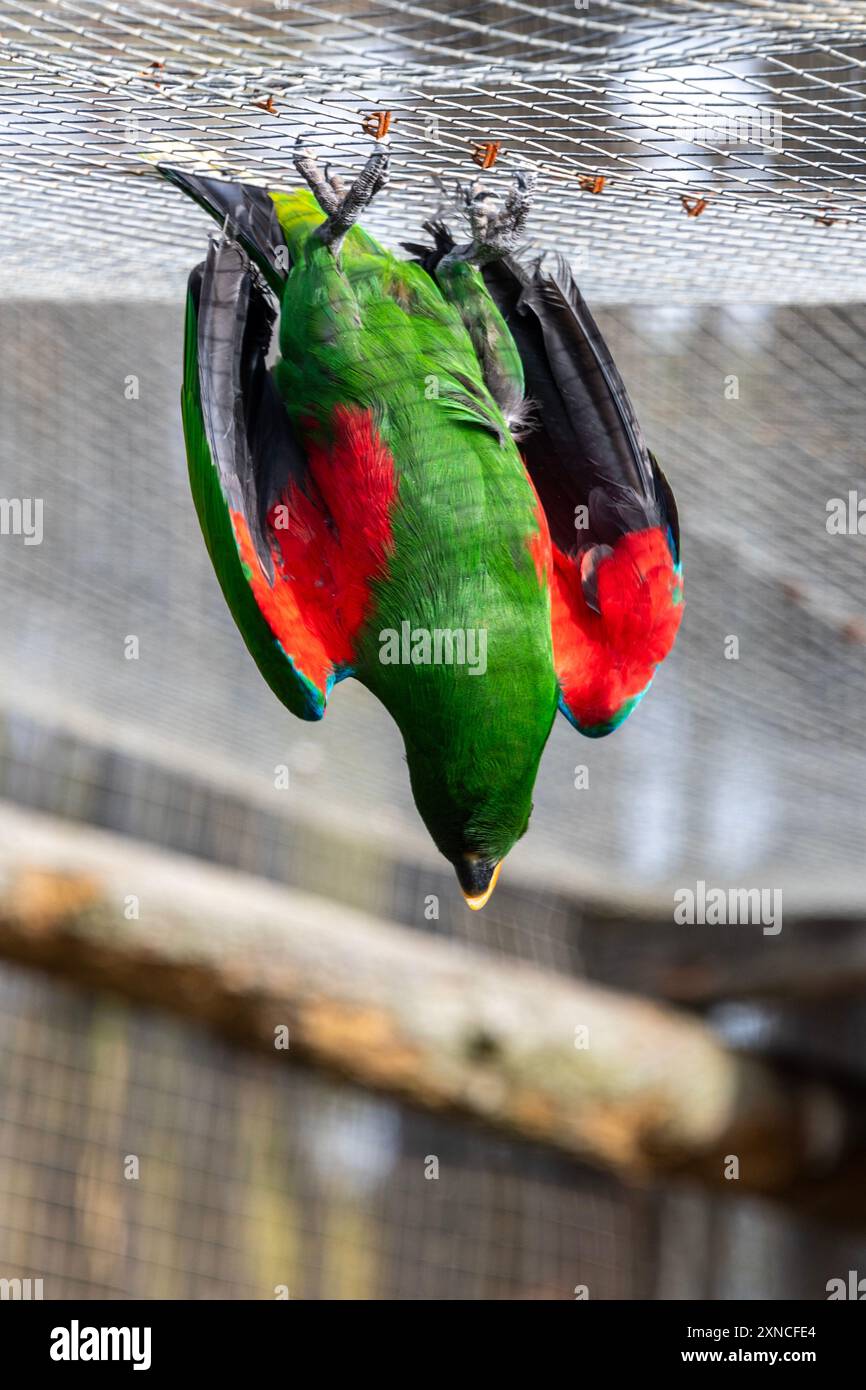A green male Eclectus Parrot (Eclectus roratus) in its enclosure at the ...