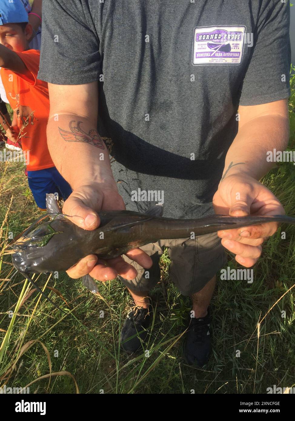 Channel Catfish (Ictalurus punctatus) Actinopterygii Stock Photo - Alamy