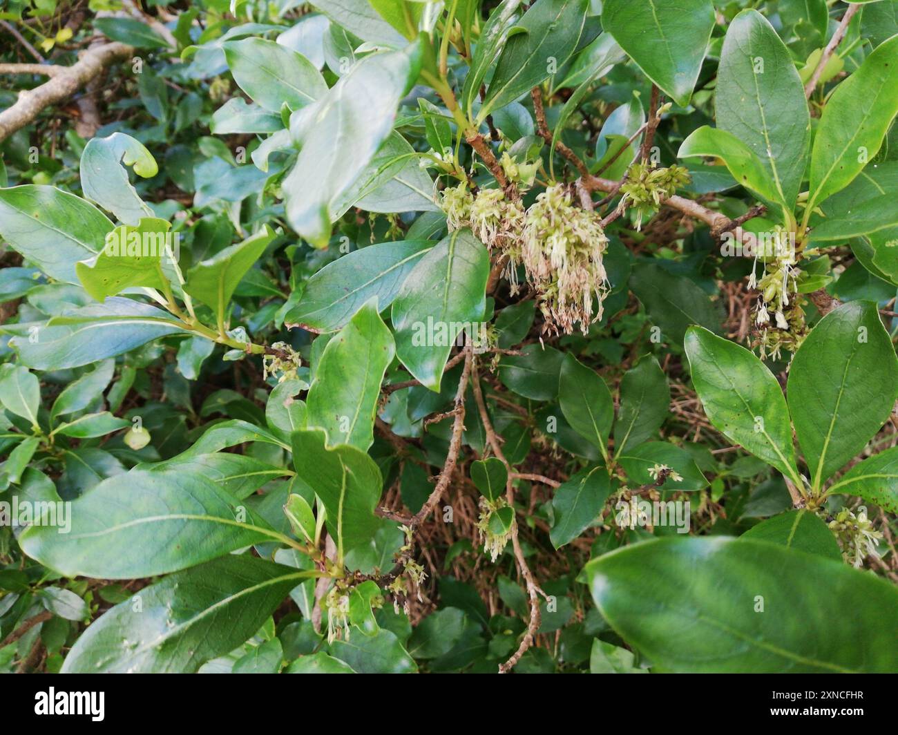 Karamu (Coprosma robusta) Plantae Stock Photo - Alamy