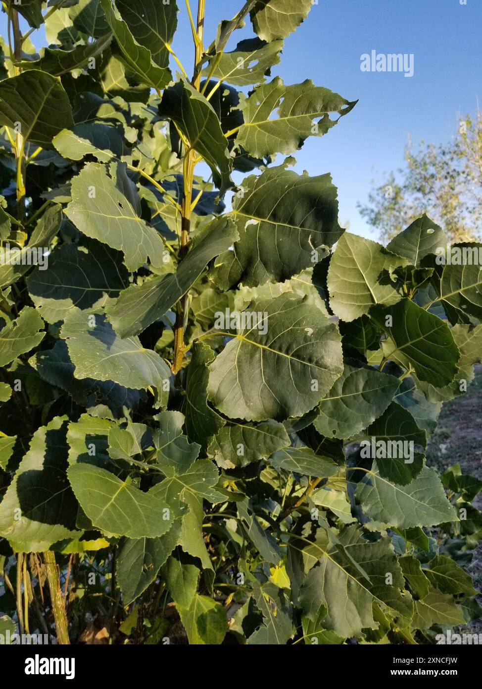 Eastern Cottonwood (Populus deltoides) Plantae Stock Photo - Alamy