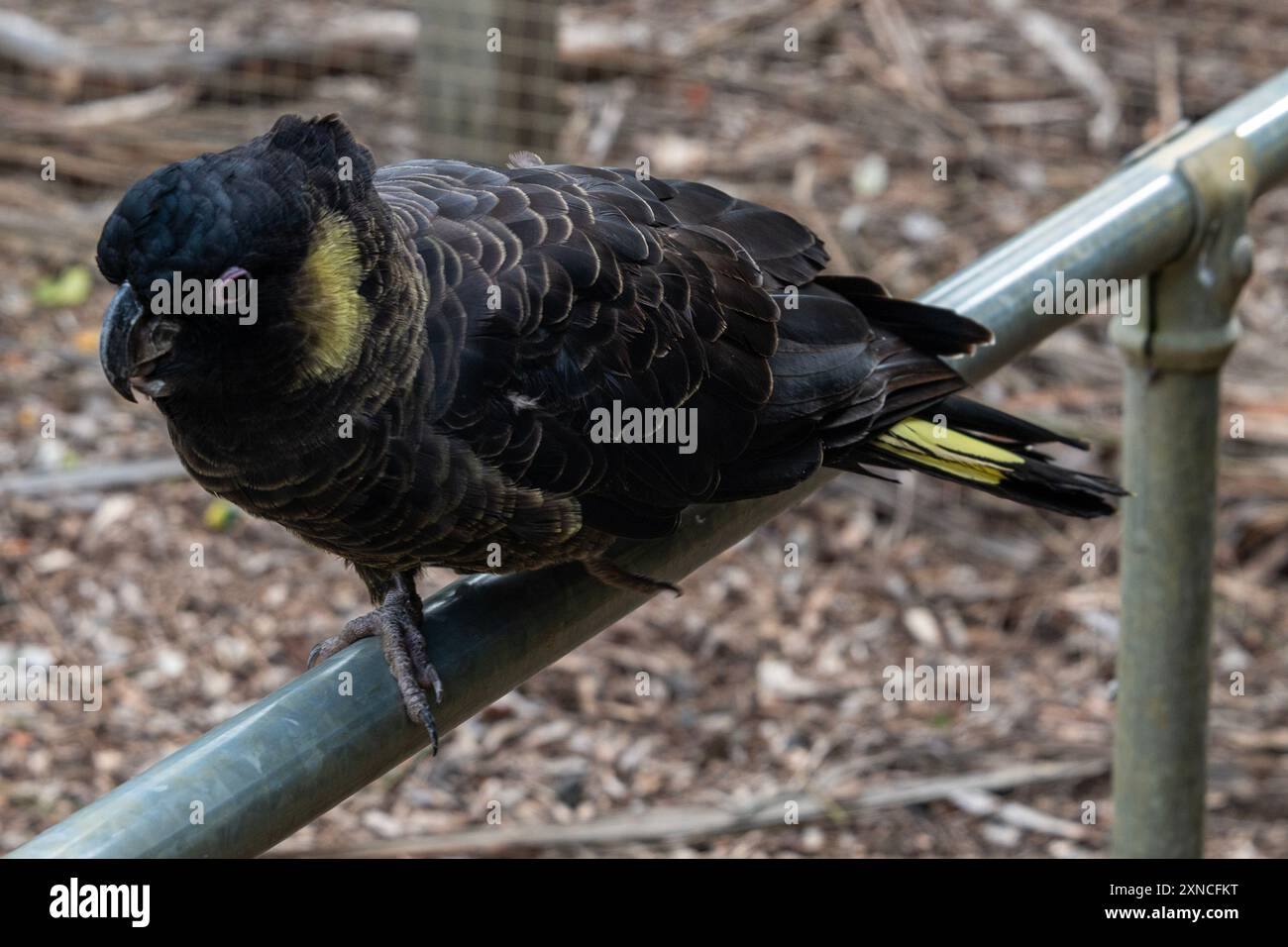 A Yellow Tailed Black Cockatoo ( Zanda funerea) in its enclosure at the ...