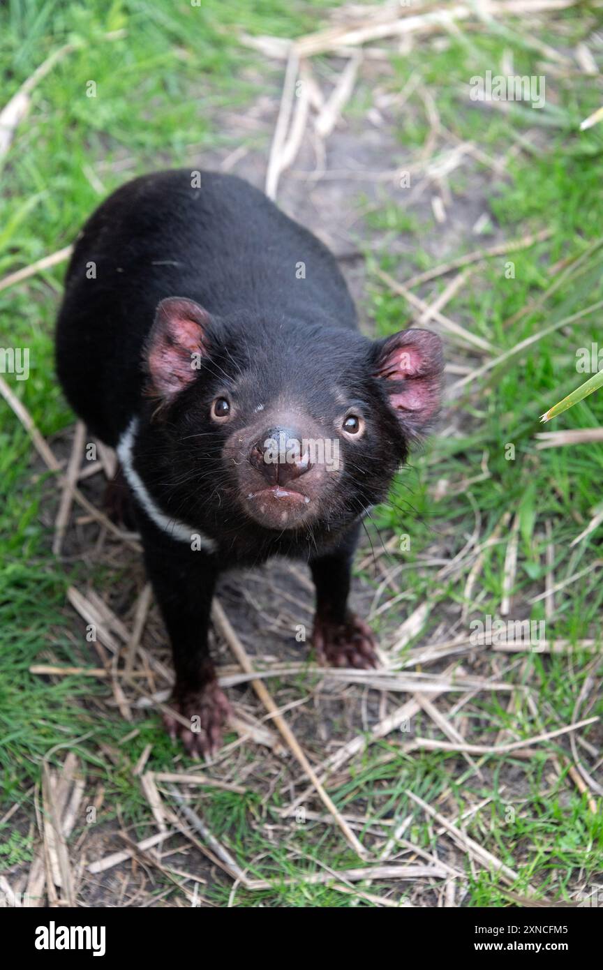 A Tasmanian Devil in its enclosure at the East Coast Natureworld is ...
