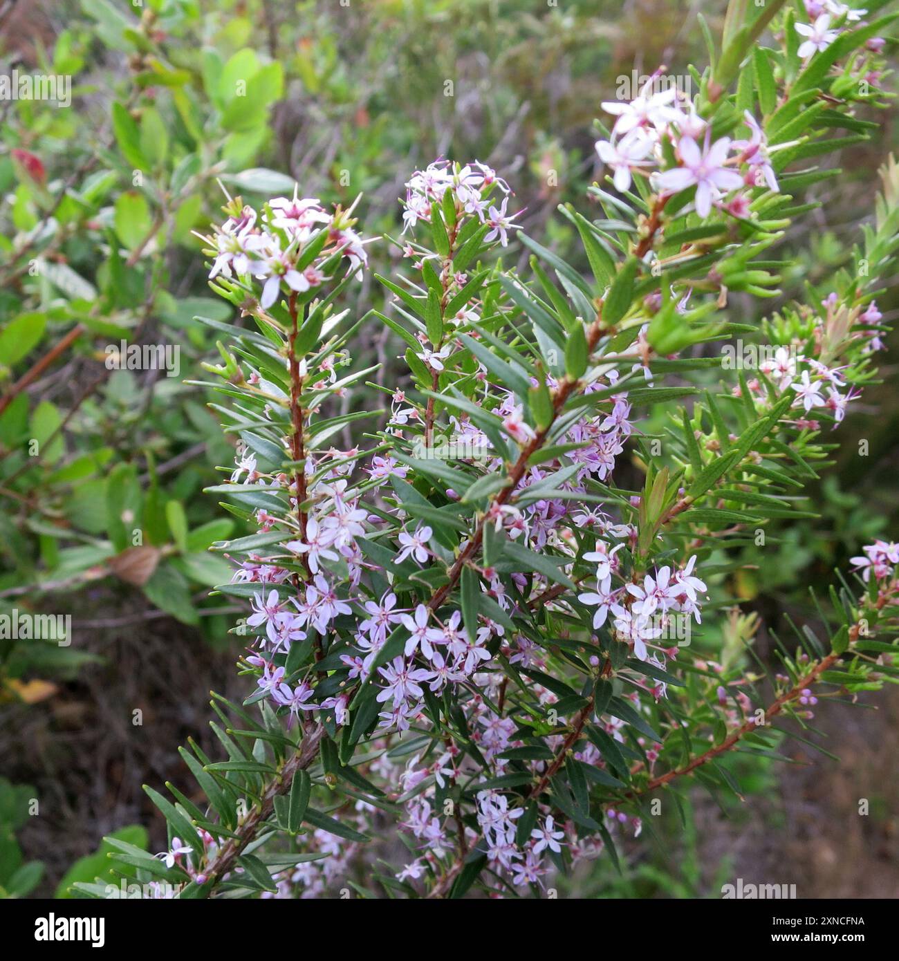 False Buchu (Agathosma ovata) Plantae Stock Photo - Alamy