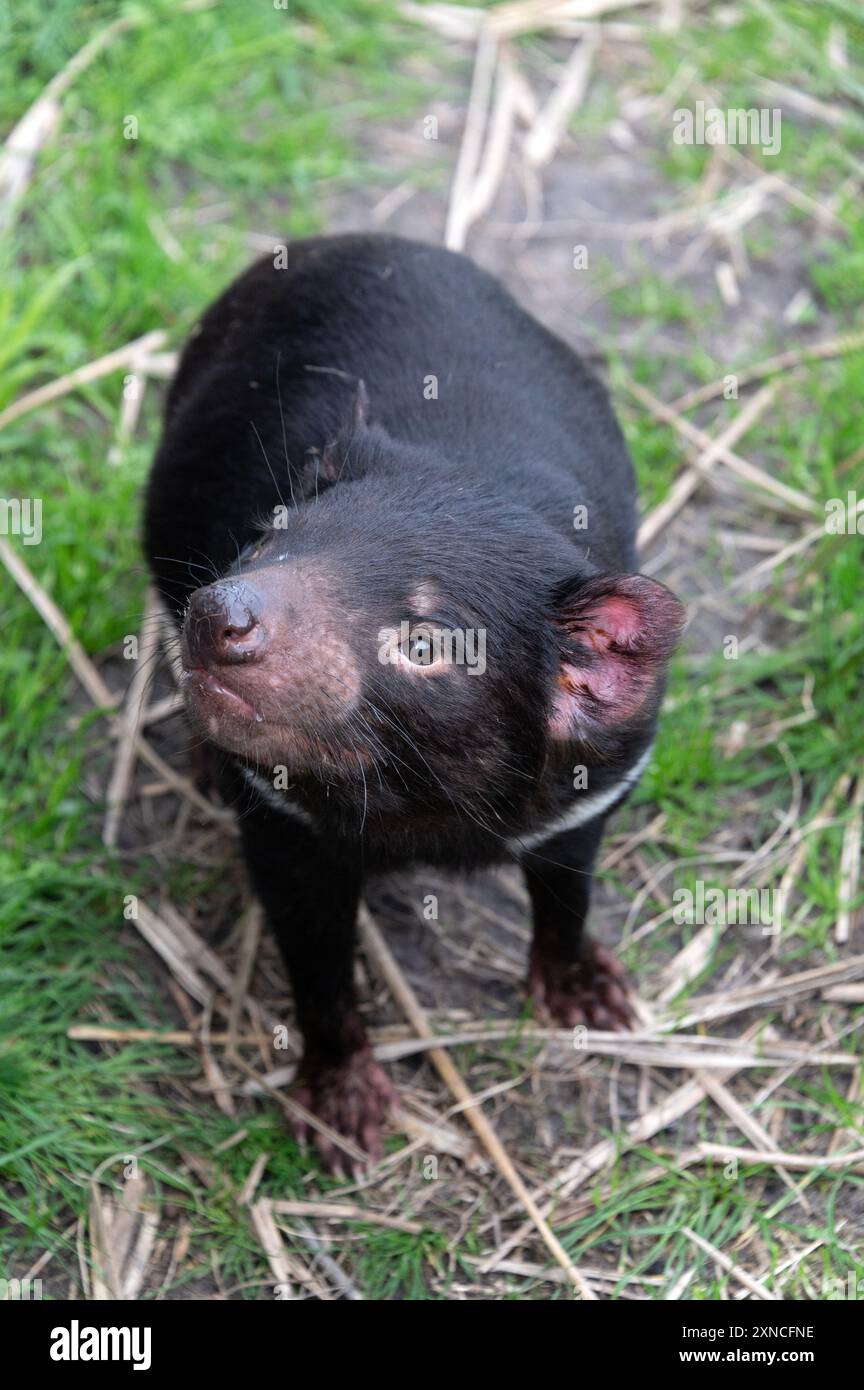 Tasmanian devil conservation hi-res stock photography and images - Alamy