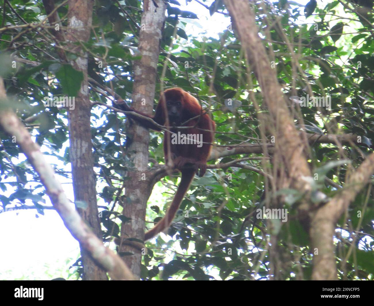 Colombian Red Howler Monkey (Alouatta seniculus) Mammalia Stock Photo ...