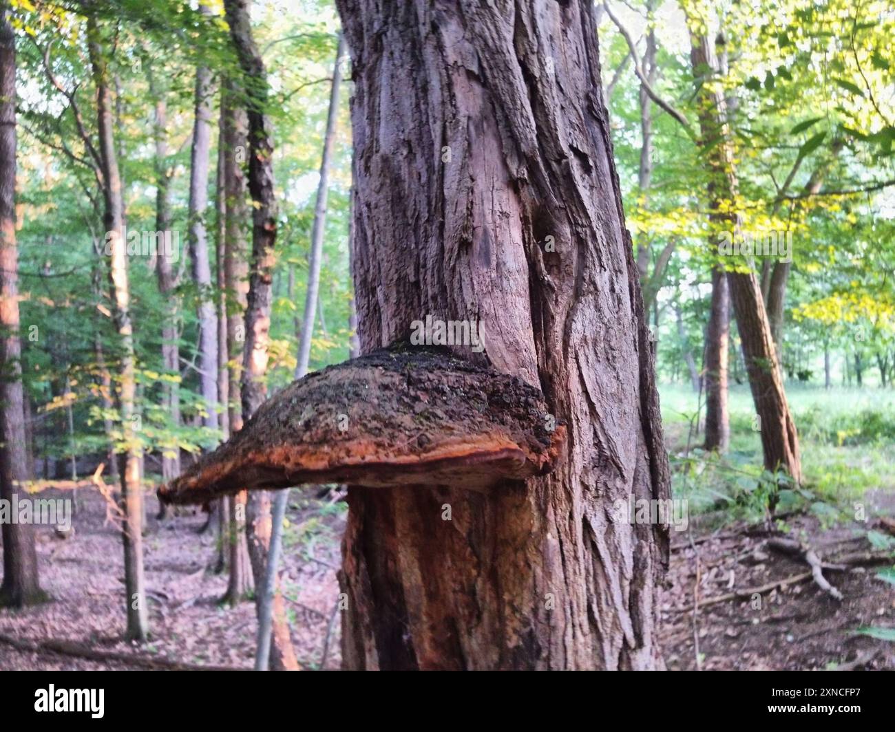 Cracked Cap Polypore (Fulvifomes robiniae) Fungi Stock Photo - Alamy