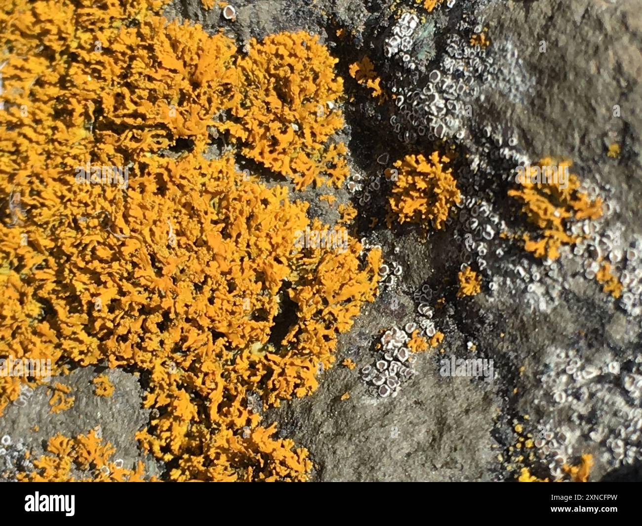 Shrubby Sunburst Lichen (Polycauliona candelaria) Fungi Stock Photo - Alamy