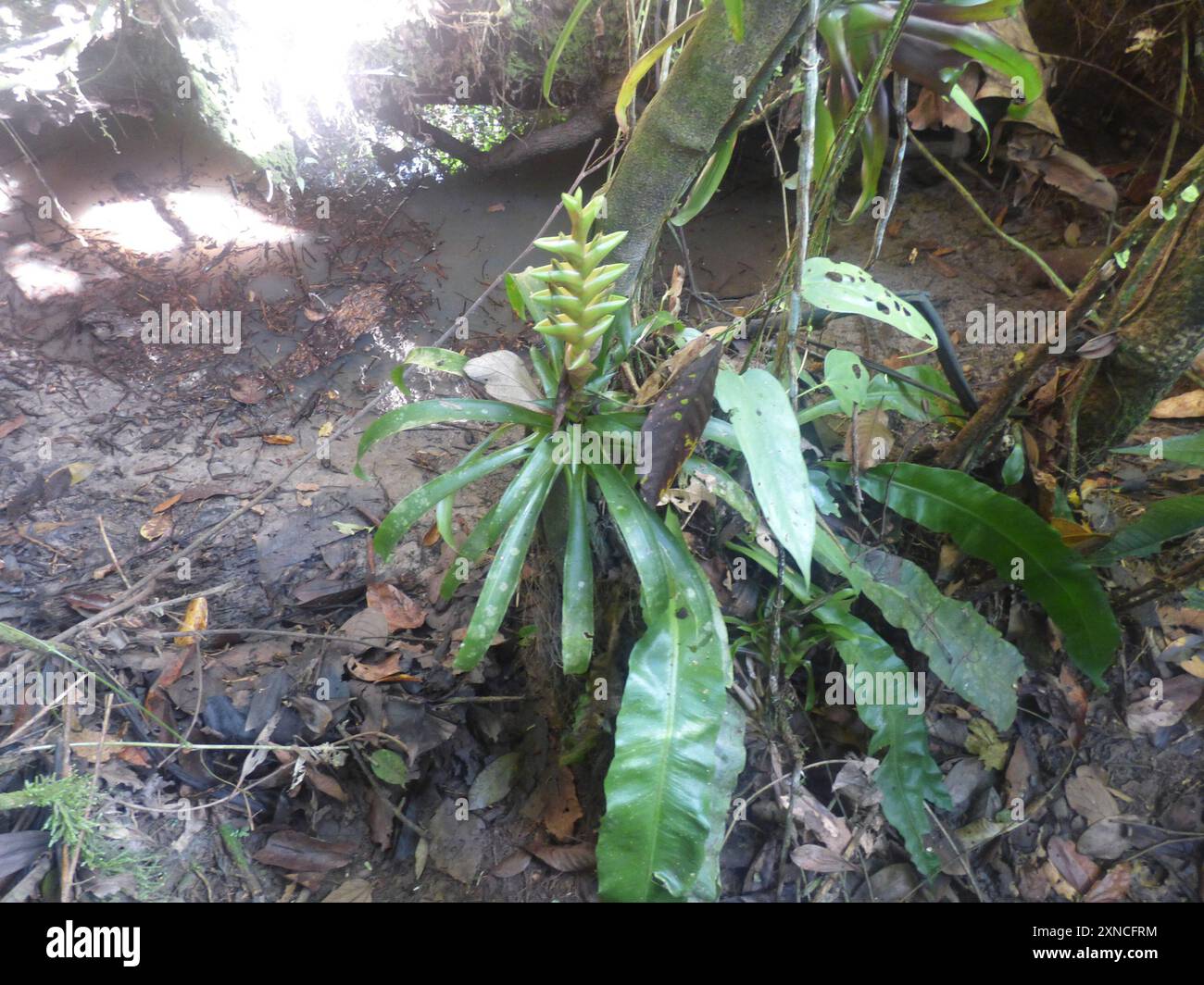 (Tillandsia heliconioides) Plantae Stock Photo - Alamy