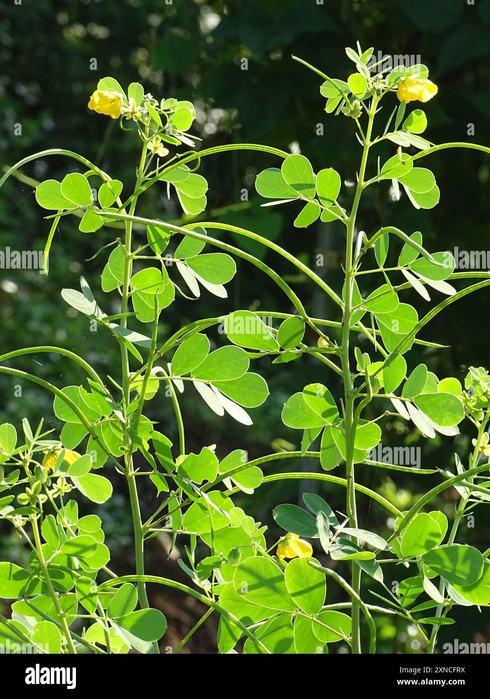 Sickle Senna (Senna tora) Plantae Stock Photo - Alamy