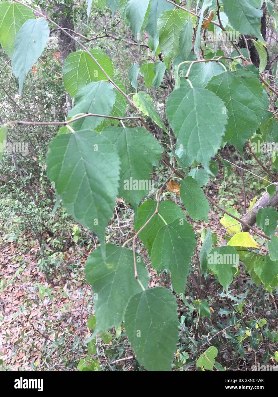 Texas mulberry (Morus microphylla) Plantae Stock Photo - Alamy