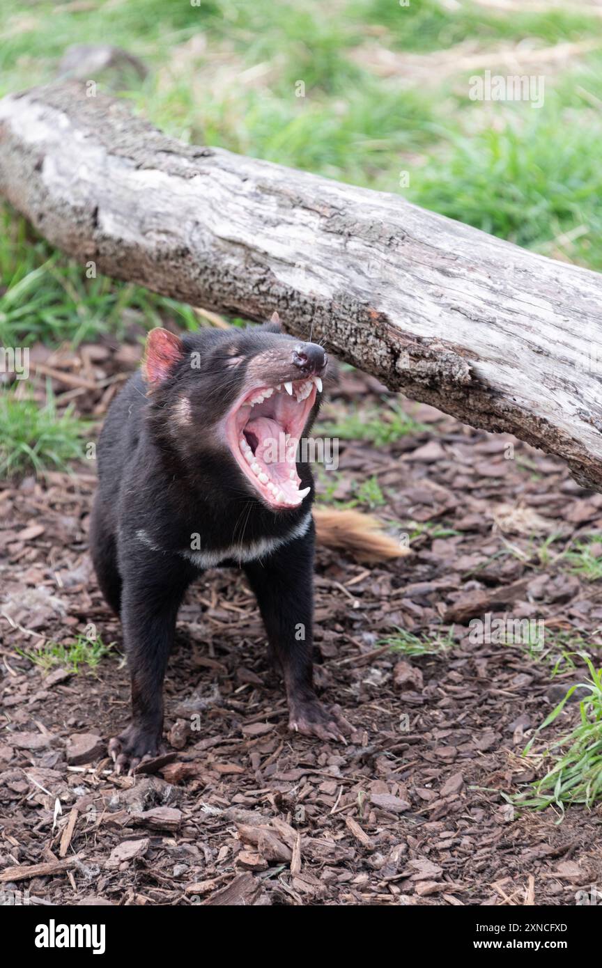 Tasmanian devil in tasmania australia hi-res stock photography and images - Alamy